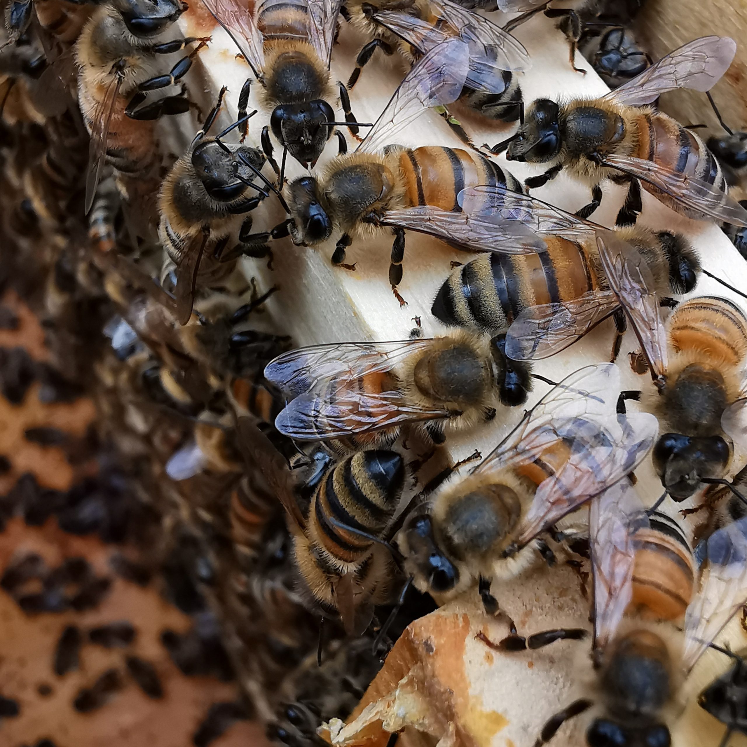 Huckleberry Hives bees - Goat Roti Chronicles